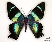 Papua Insects Foundation (Lepidoptera/Uraniidae thumbnails)